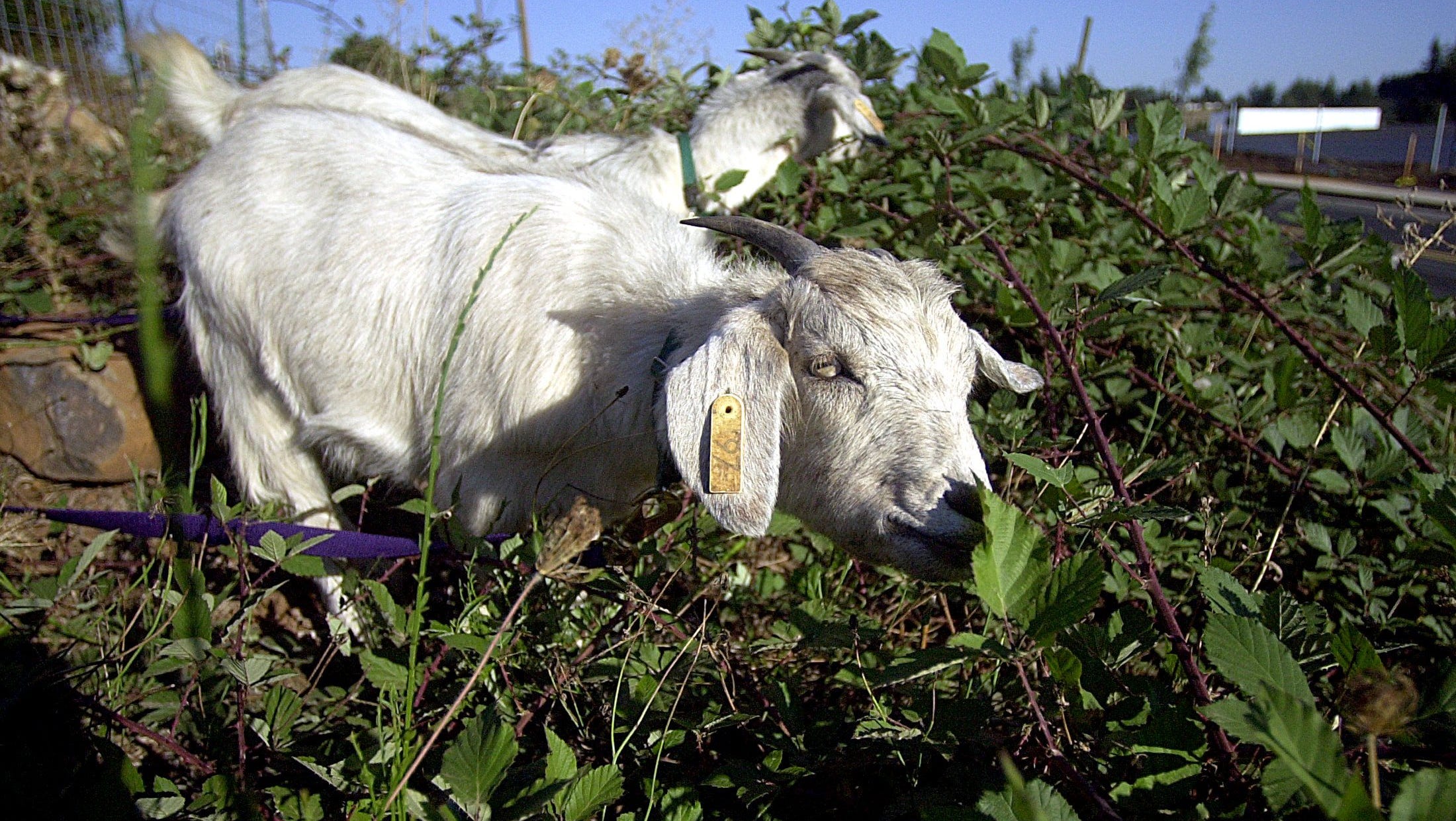 Goats the go-to animal for weed reduction