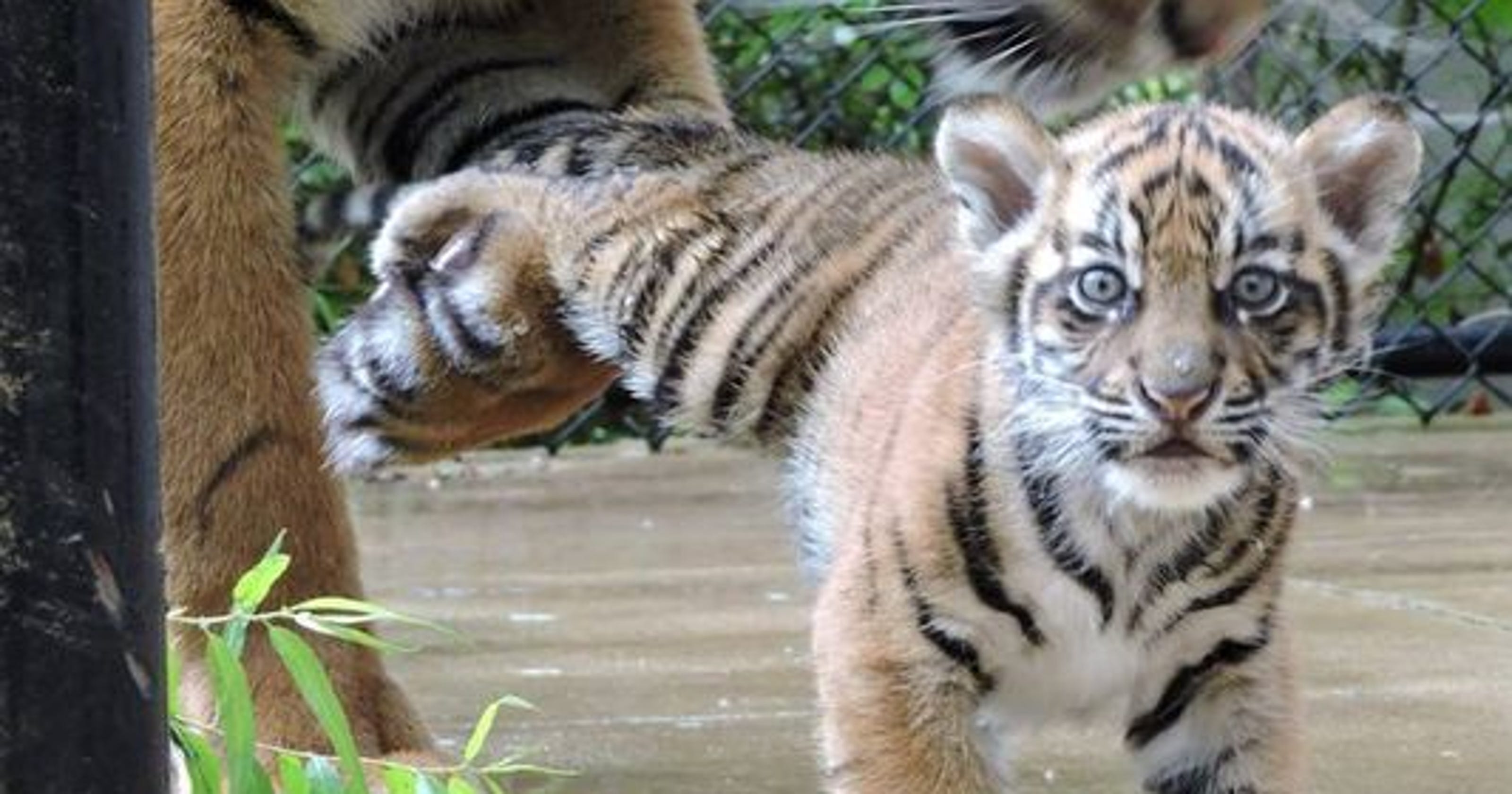 Jackson State, Zoo partner to raise tiger cub