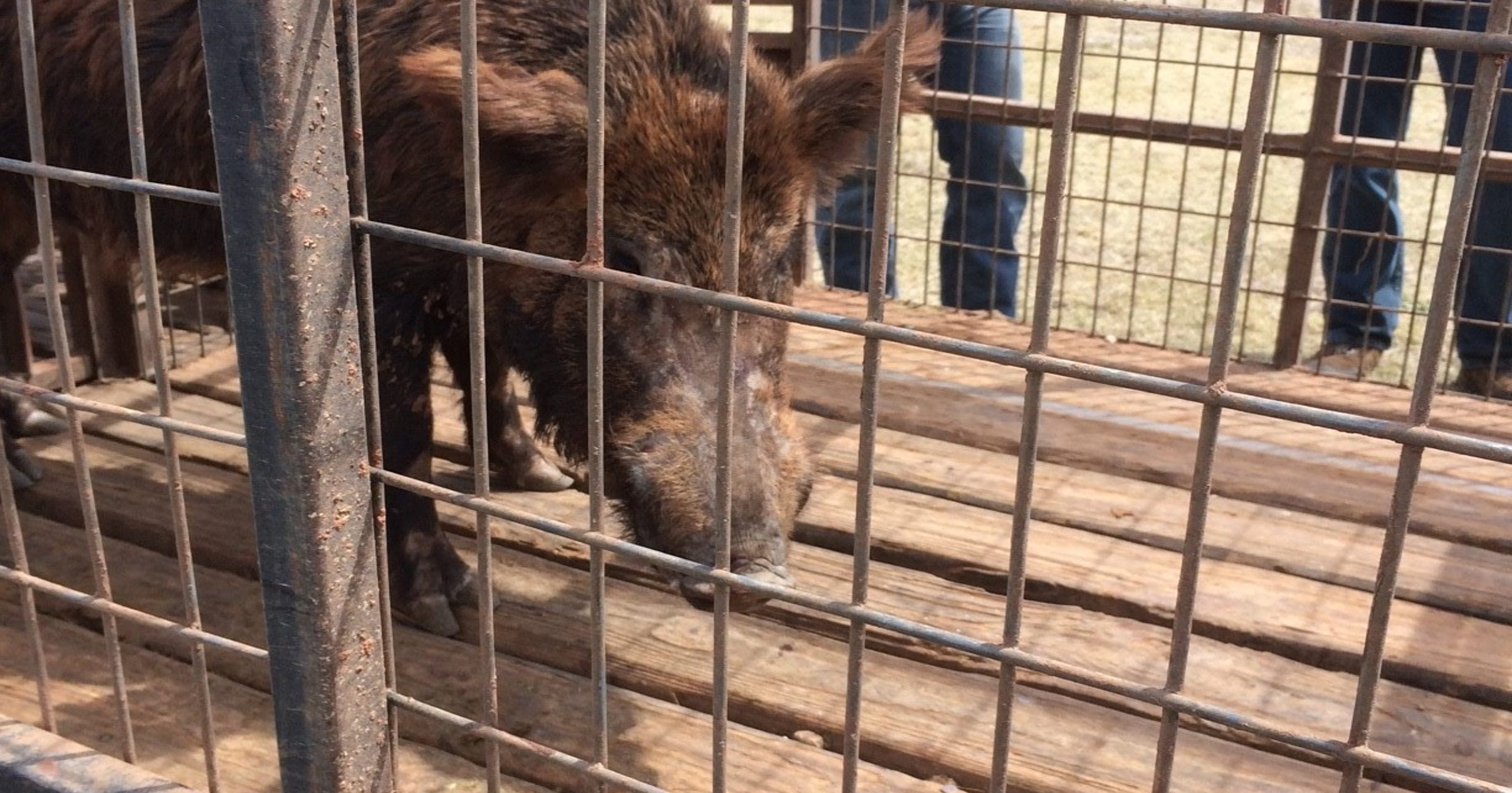 Bird deaths a setback in feral hog poison testing in Texas