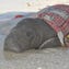 Baby manatee stranded on Lovers Key beach in south Lee County rescued