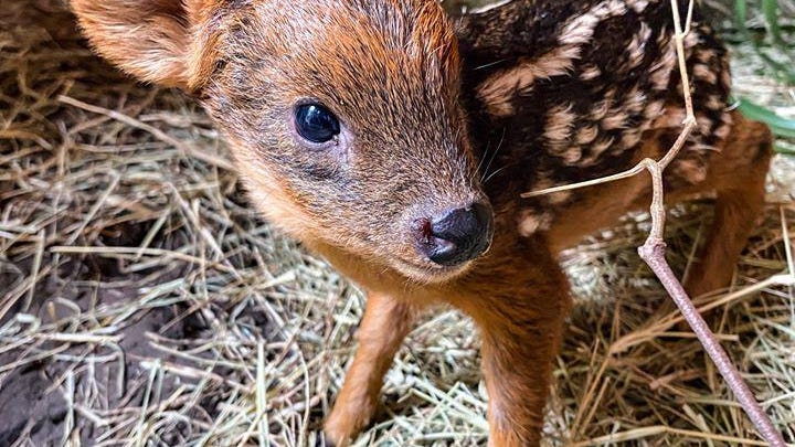 Oh deer! New baby born at Jacksonville Zoo