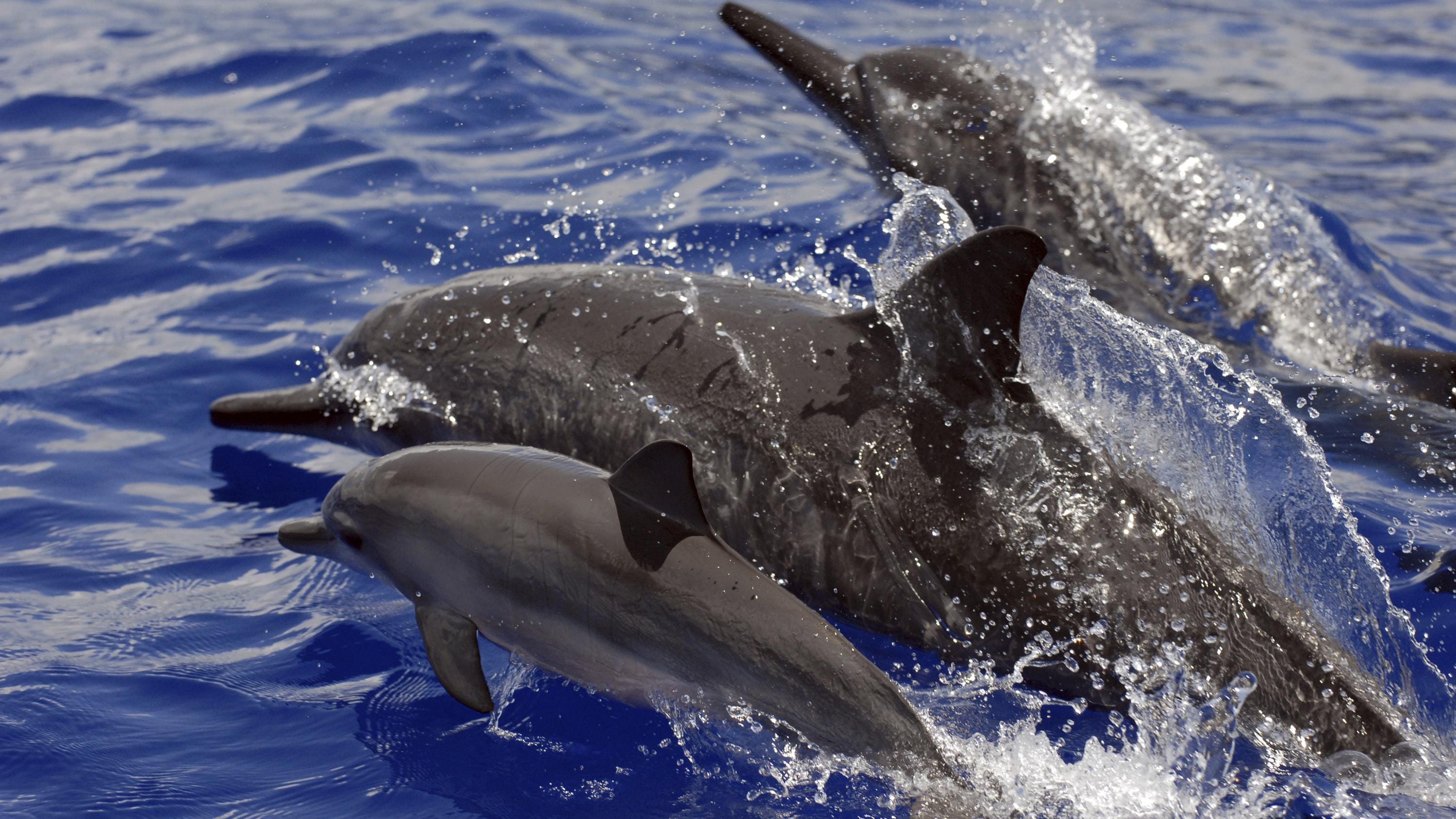 Fact check: Image shows silicone model of a dolphin fetus in the womb