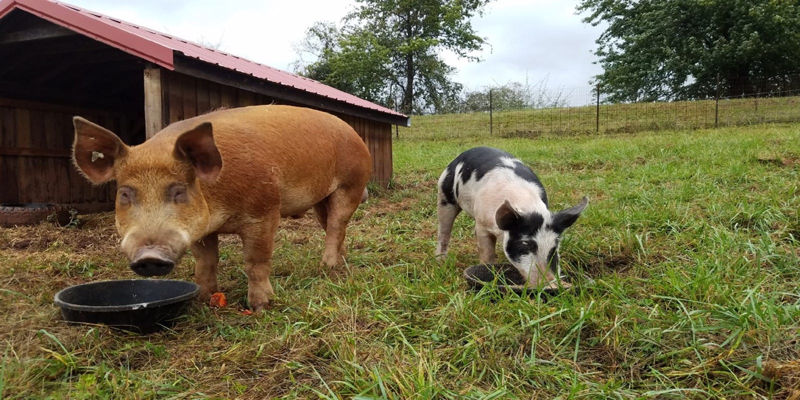 Safe Haven Farm Sanctuary in Poughquag works to rescue pair of pigs