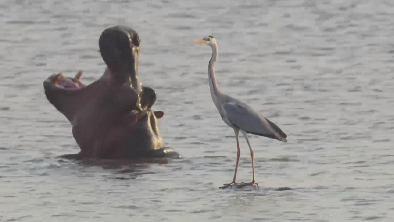 Brave bird hitches ride on swimming hippo