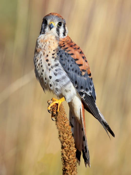 Pin by Al Villett on Bird pictures | American kestrel, Kestrel, Pet birds