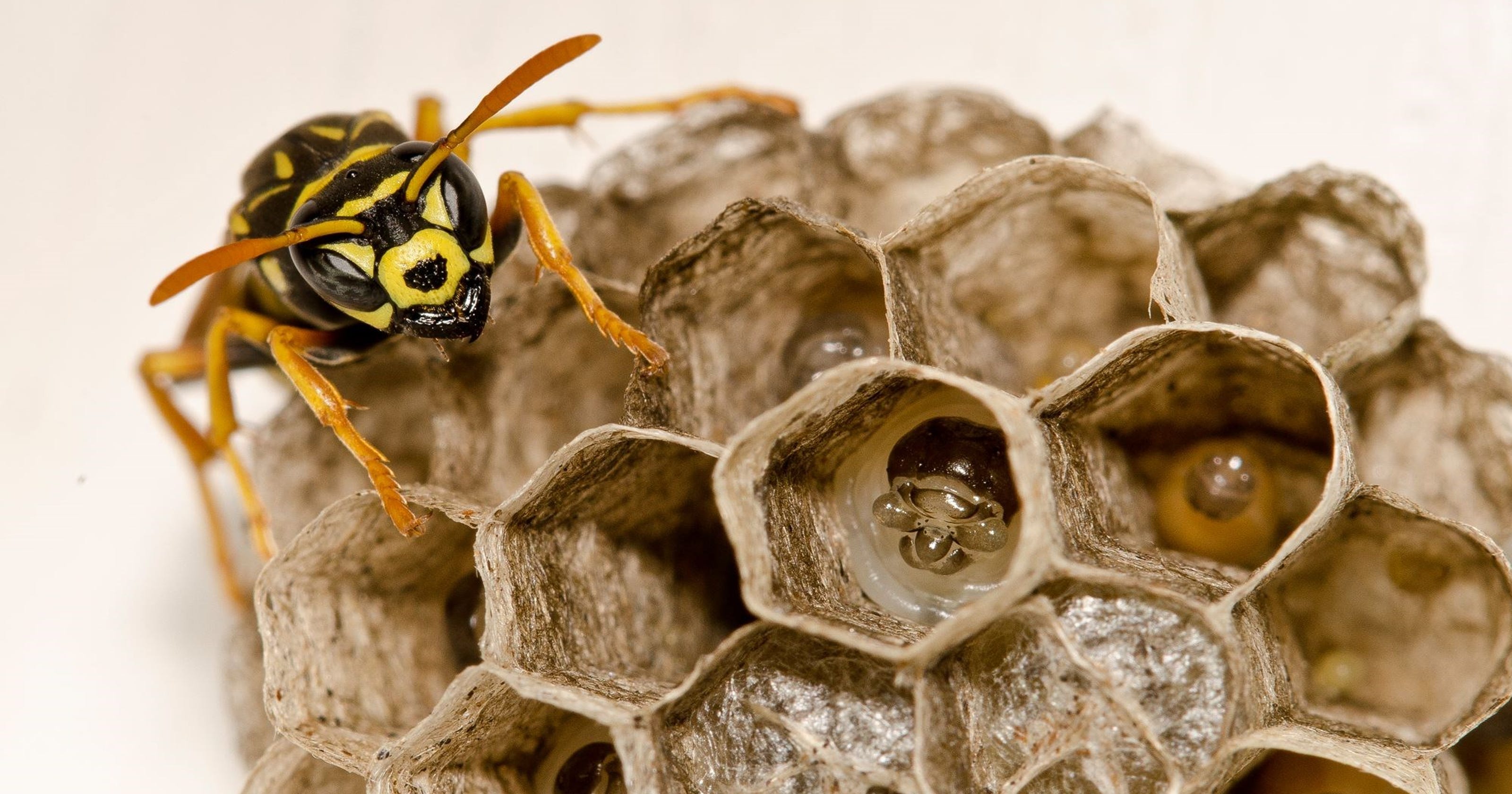 Angry wasps help German police nab fleeing fugitive