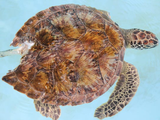 Navarre Beach Sea Turtle Conservation Center welcomes Sweet Pea