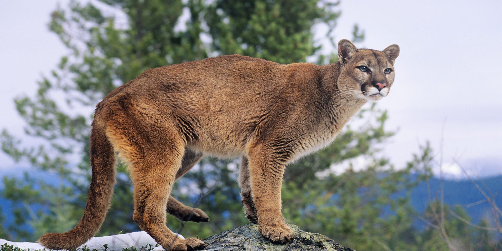 Nevada wildlife officials look for mountain lion seen in Reno
