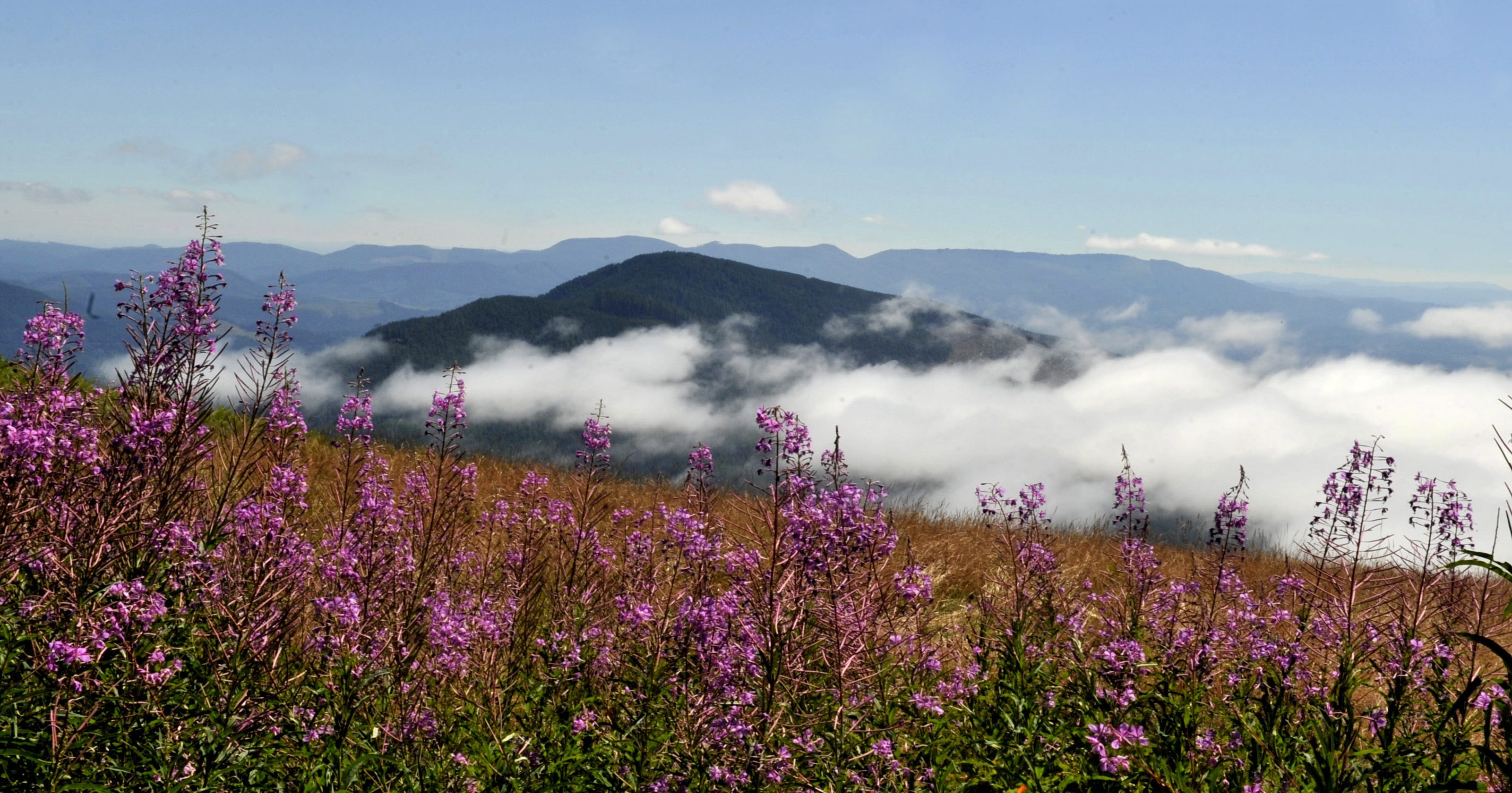 Oregon Top 5: Best Coast Range hikes boast huge trees and waterfalls