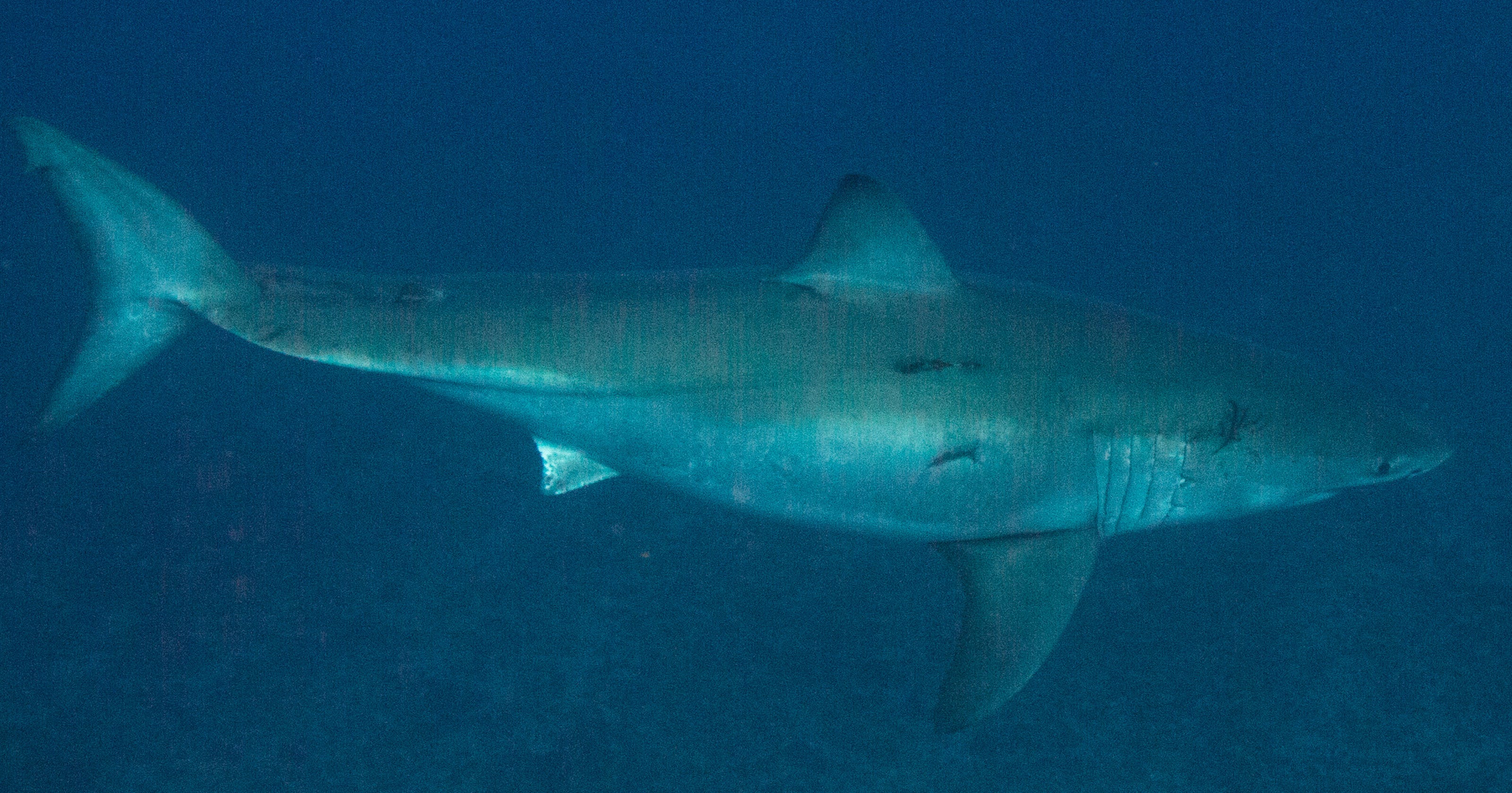 Area divers get a great white shark surprise | Video
