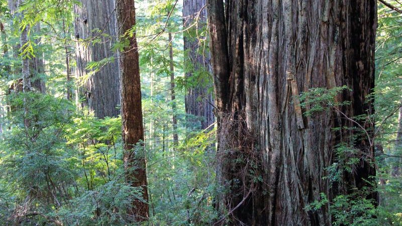 Two ways to explore Oregon's redwoods