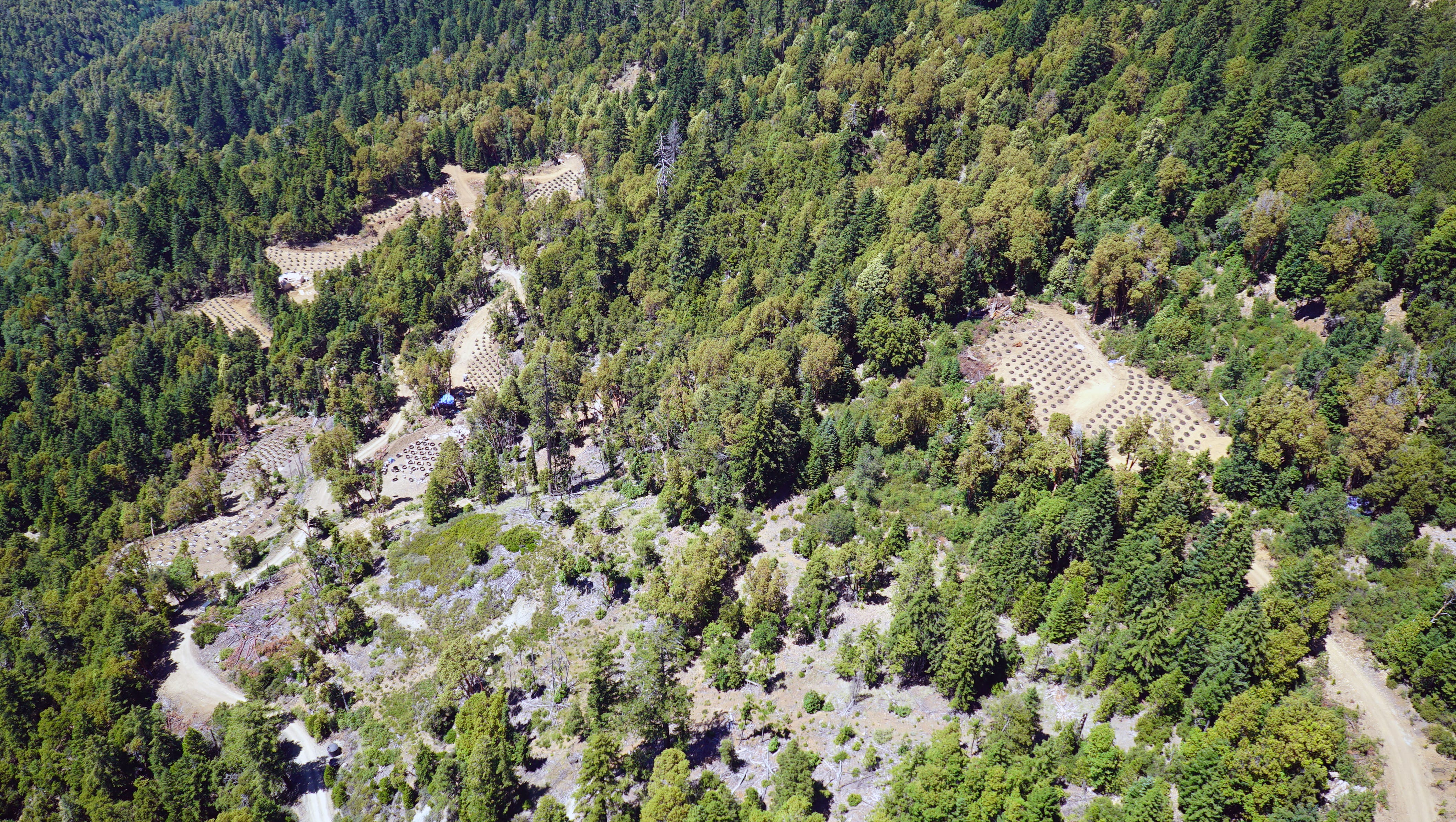 California's illegal marijuana farms force cops to wield 'green' stick