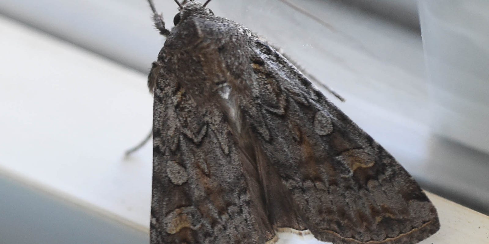 Clouds of moths infest the N. Nevada