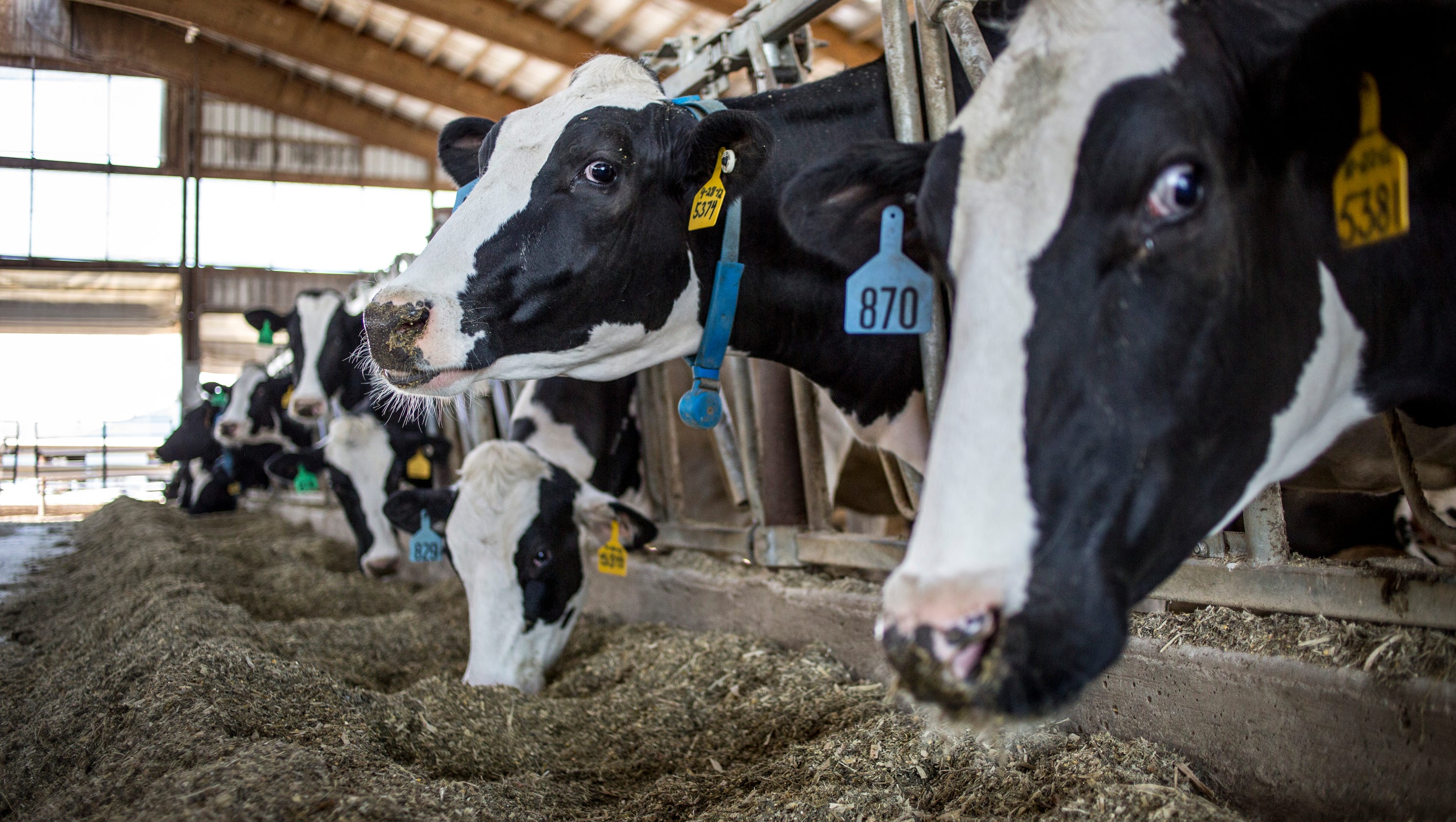 Dairy farms taking a toll on Great Lakes, waterways