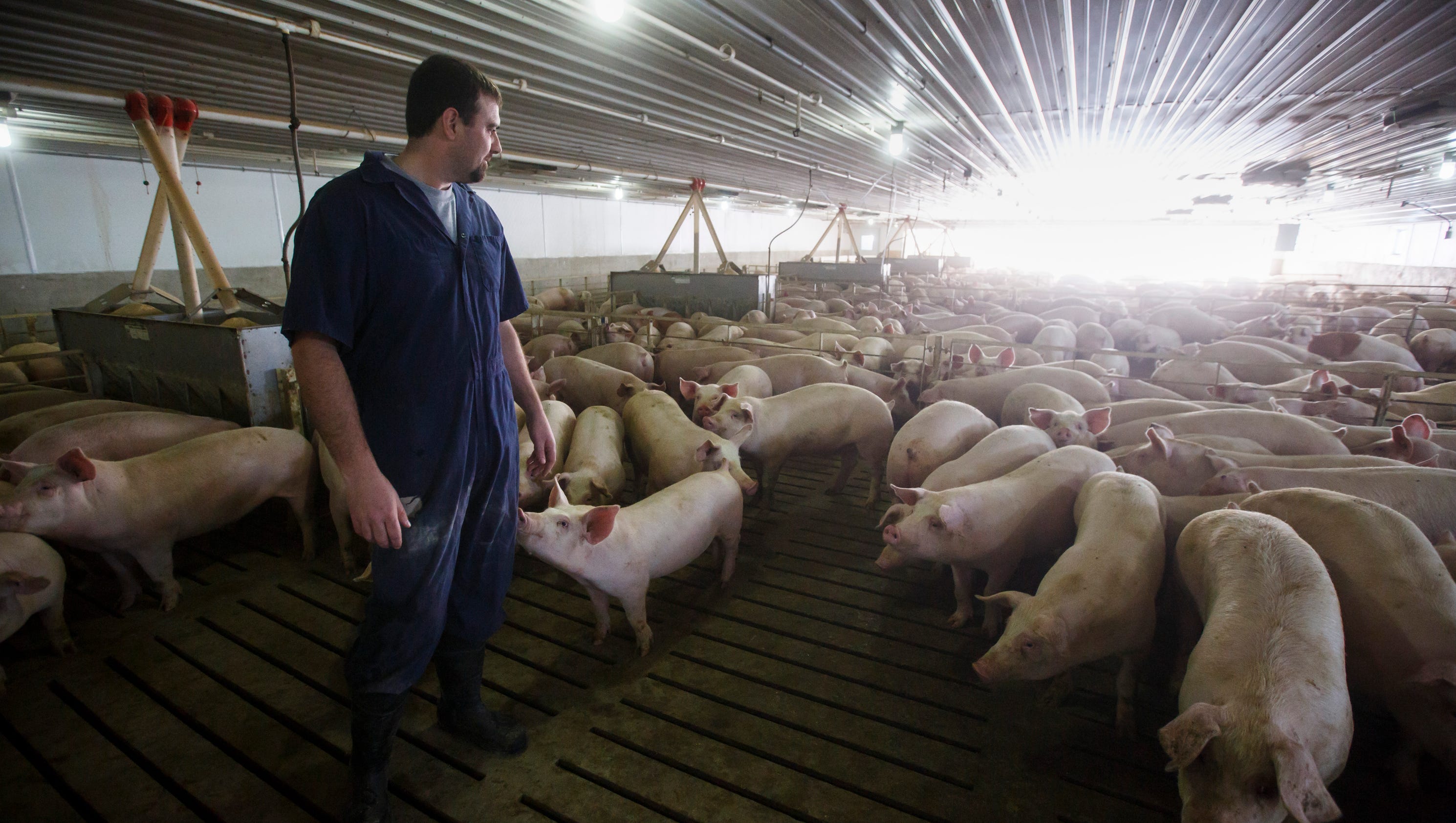 35 Photos: Inside a hog confinement in northern Iowa
