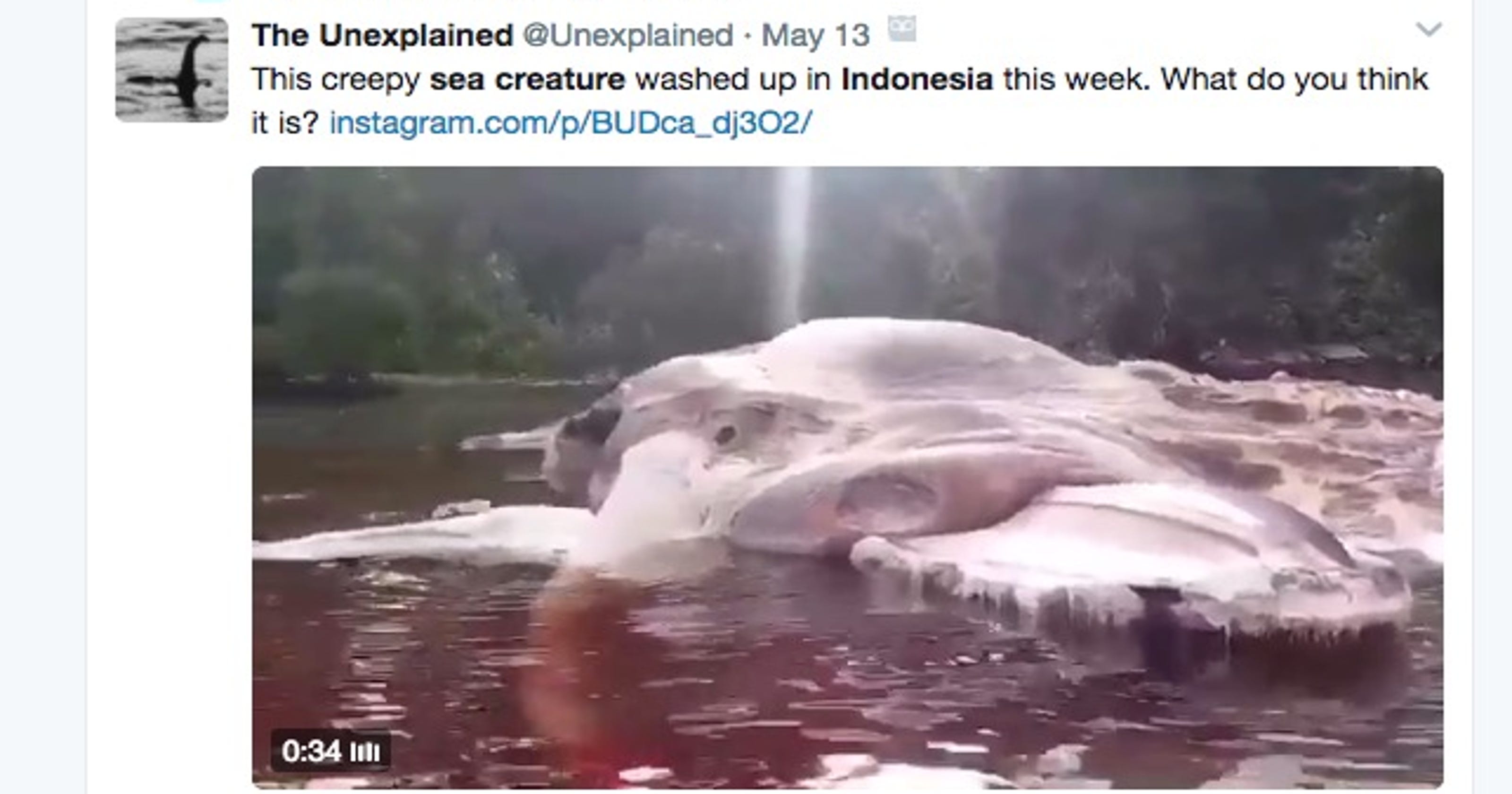 Baleen whale identified as mysterious sea creature in Indonesia
