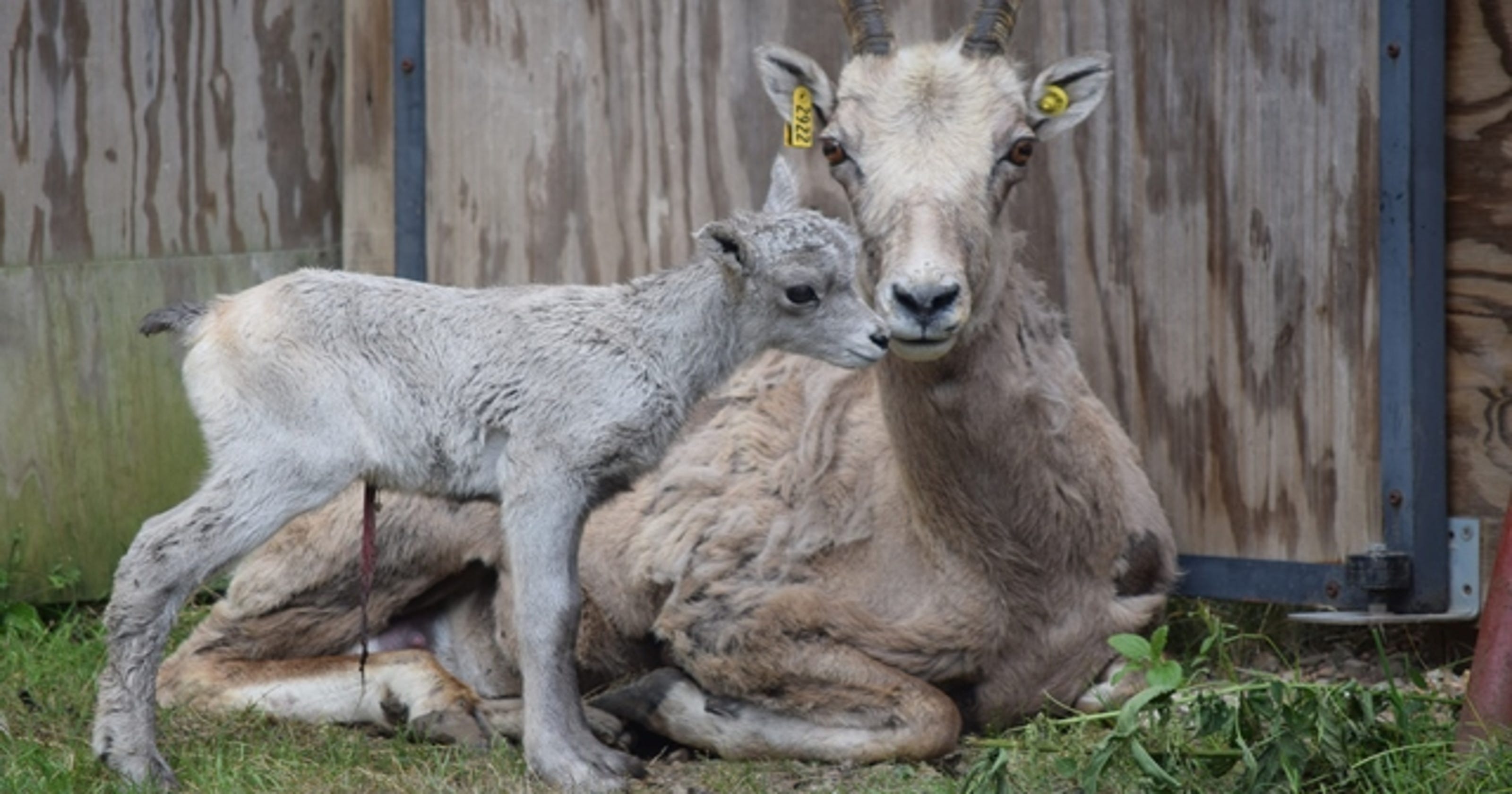 Baby bighorn sheep dies at Wildwood Zoo