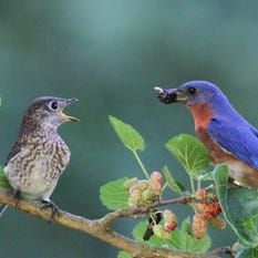 Henderson - Features