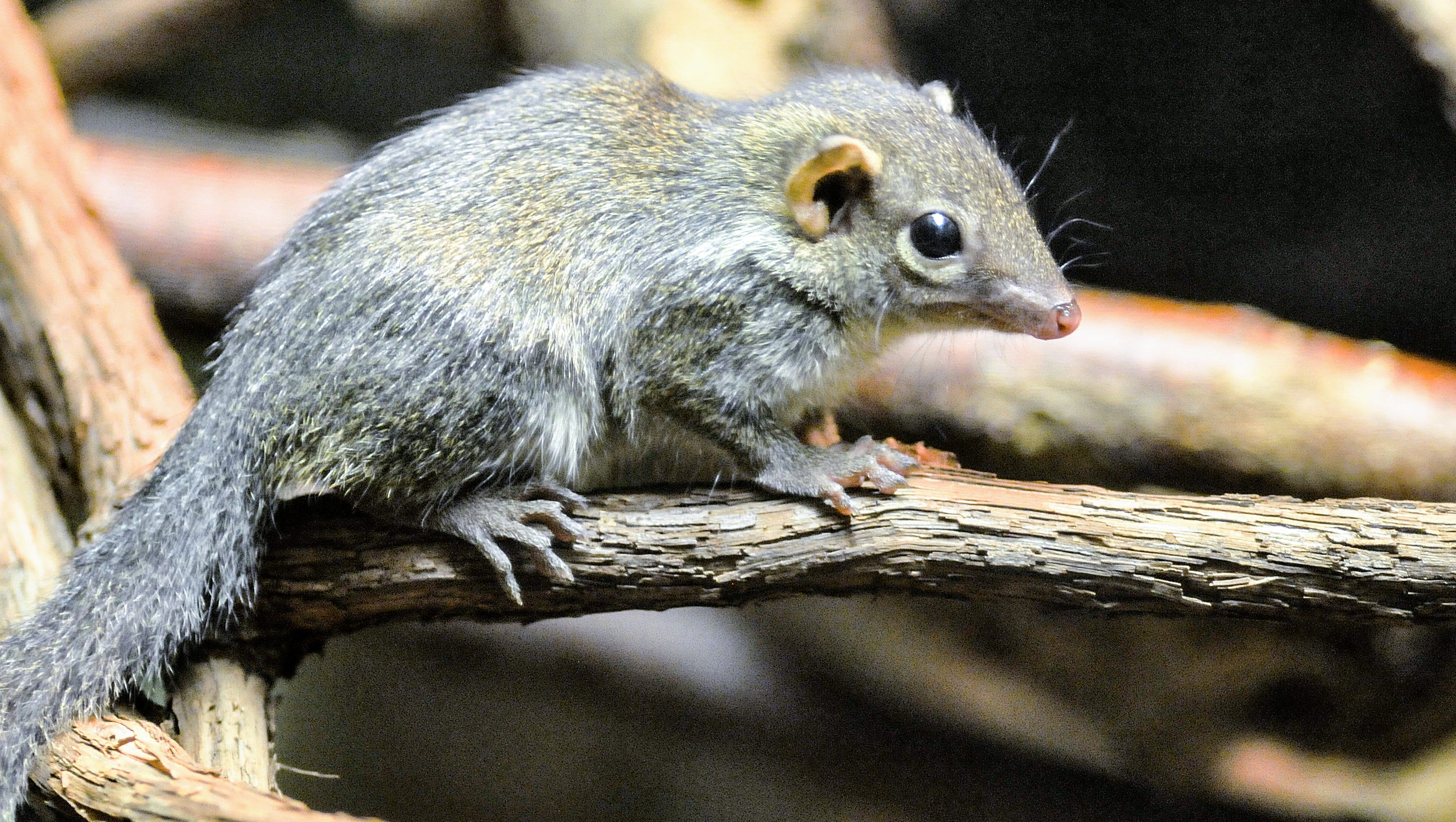 Northern tree shrews: Tame? Nope. Cute? Definitely