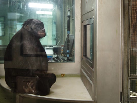 Iowa researchers are using apes to figure out where humans came from