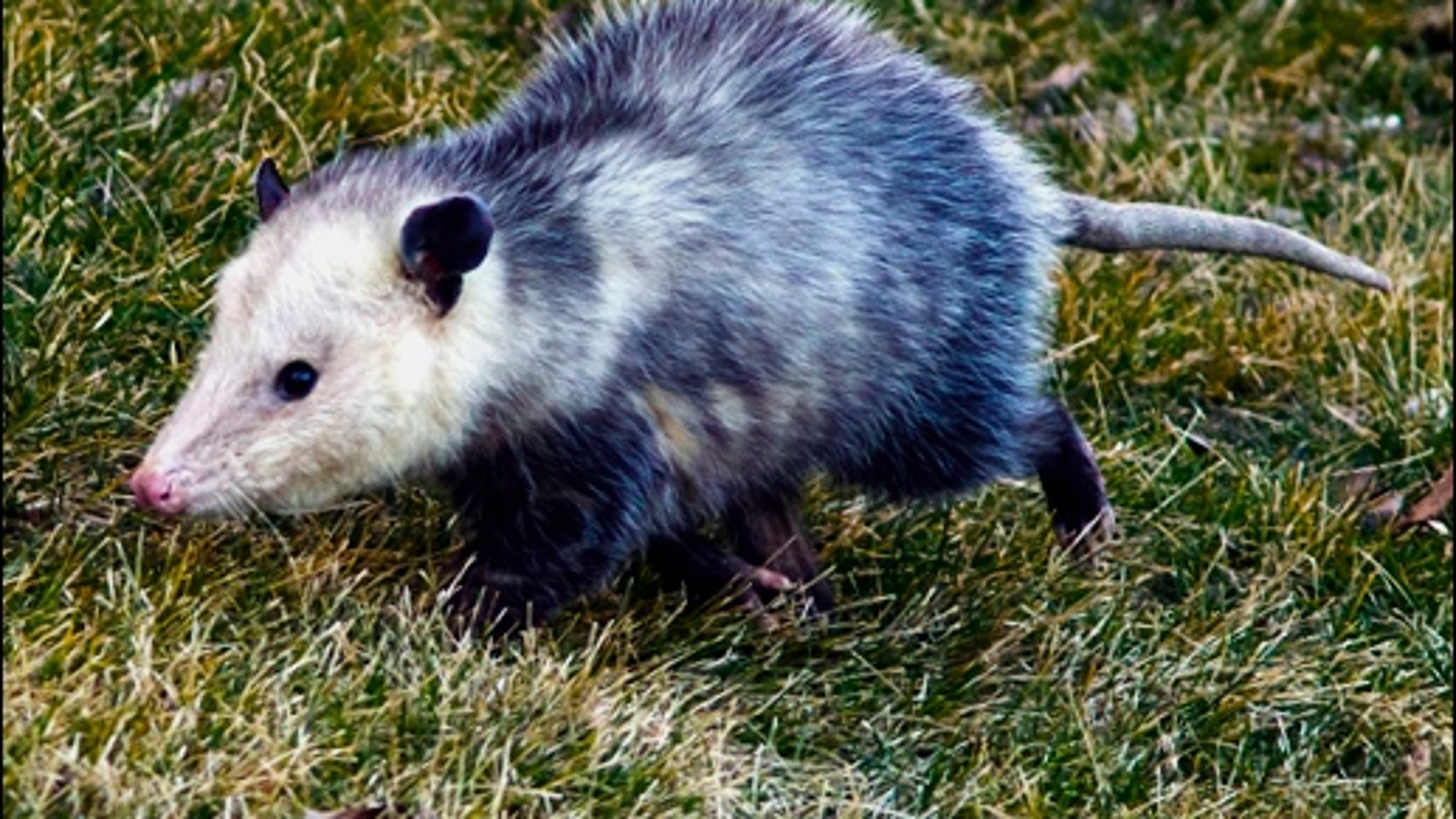 The Opossum King of Possumtown, York County, Pa.
