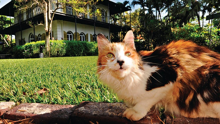 In this photo released by the Florida Keys News Bureau, a cat at the ...