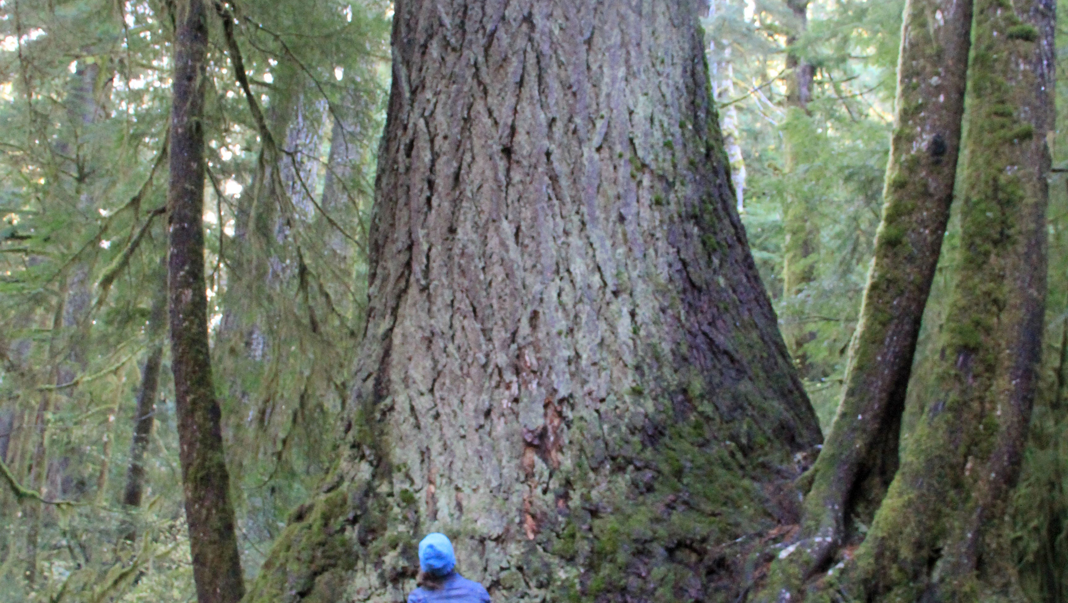 Big tree adventure in the Valley of the Giants