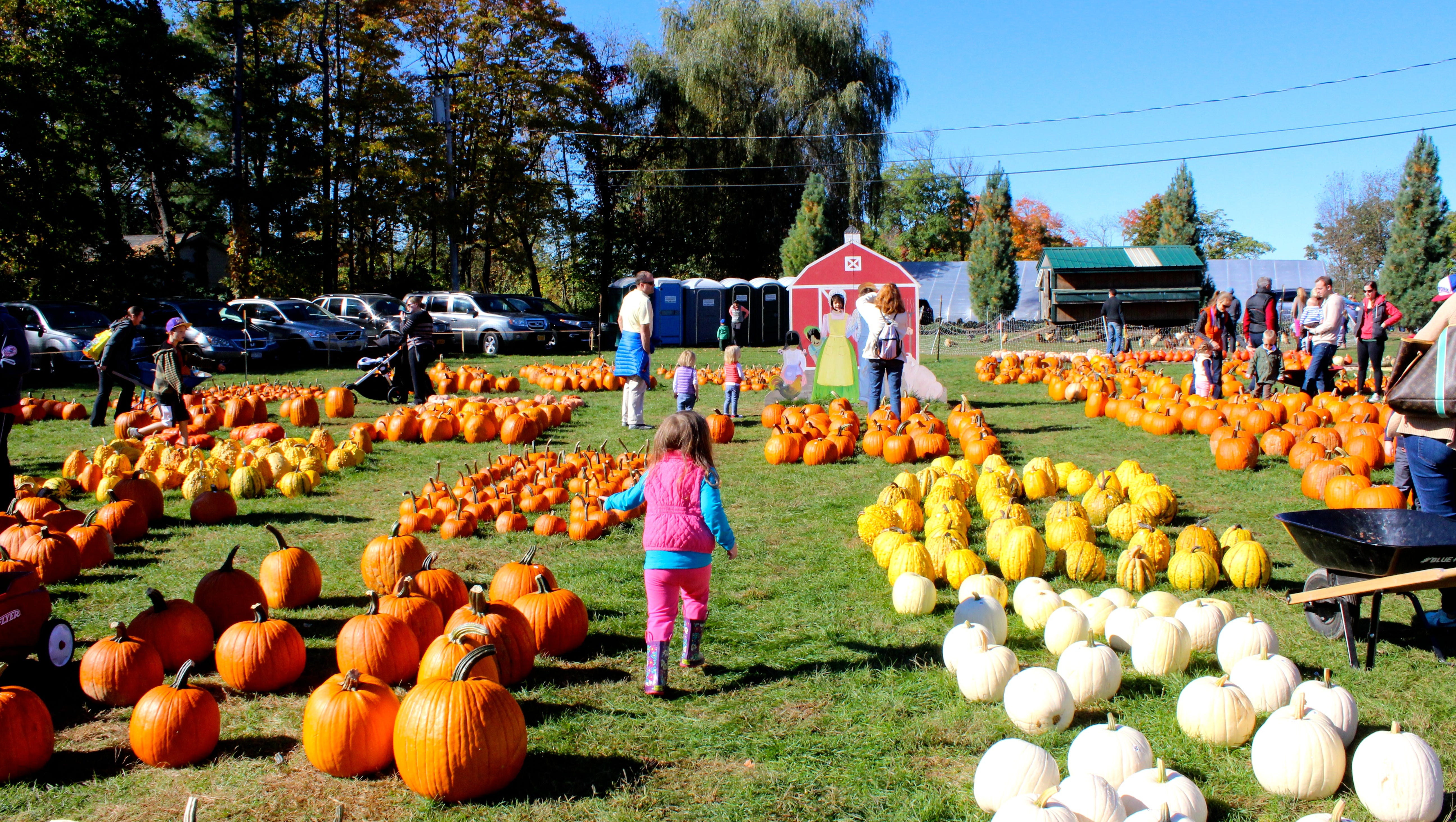 Pumpkin patch pointers: 3 tips to pick best jack-o’-lanterns