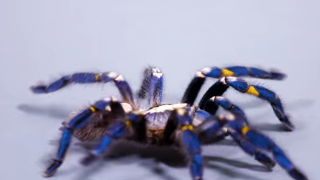 Have You Seen This? Meet the world’s most beautiful tarantula