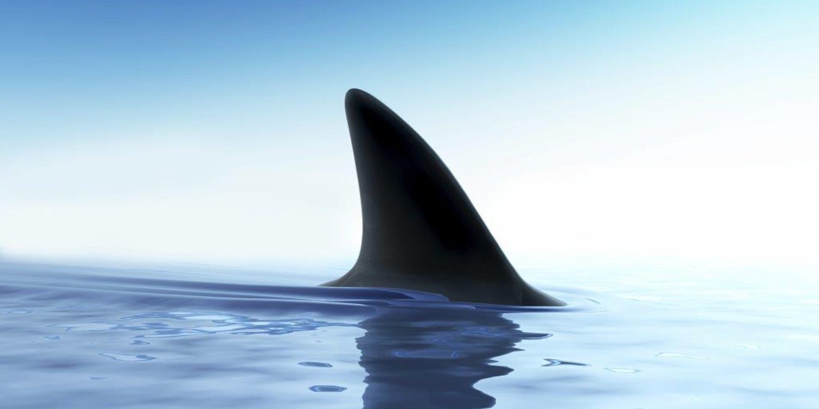 Longboard Fins | Surf Forecasts and Surf Reports - Swellinfo.com