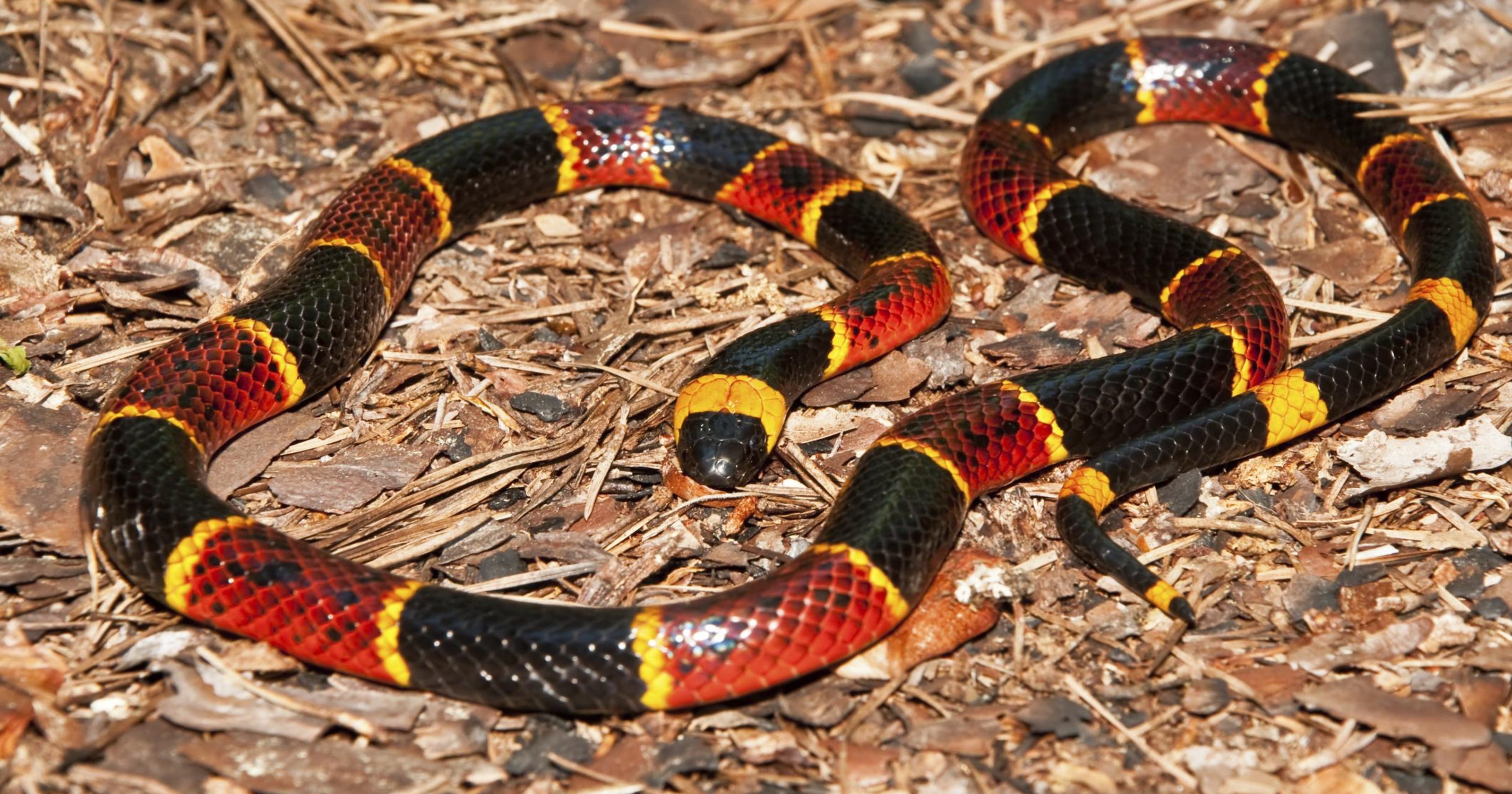 Lee Memorial testing experimental coral snake antivenom