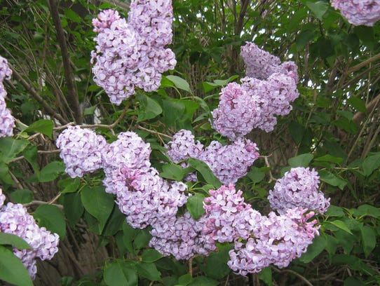 What, when and how to prune in the garden