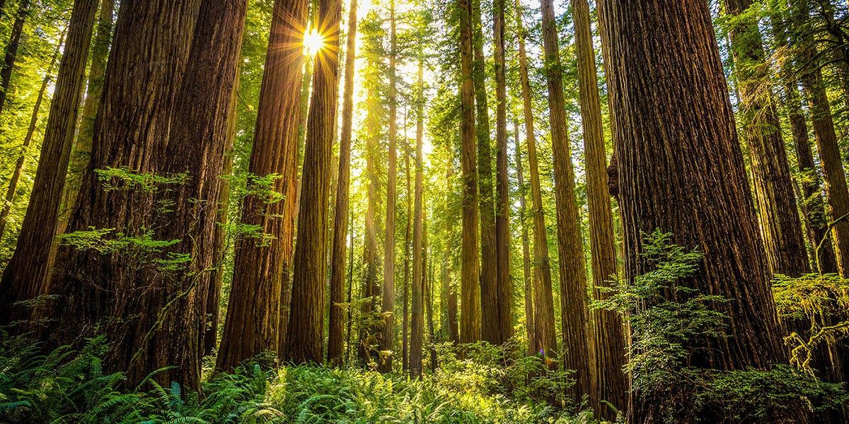 Ready for the ultimate Northern California road trip?