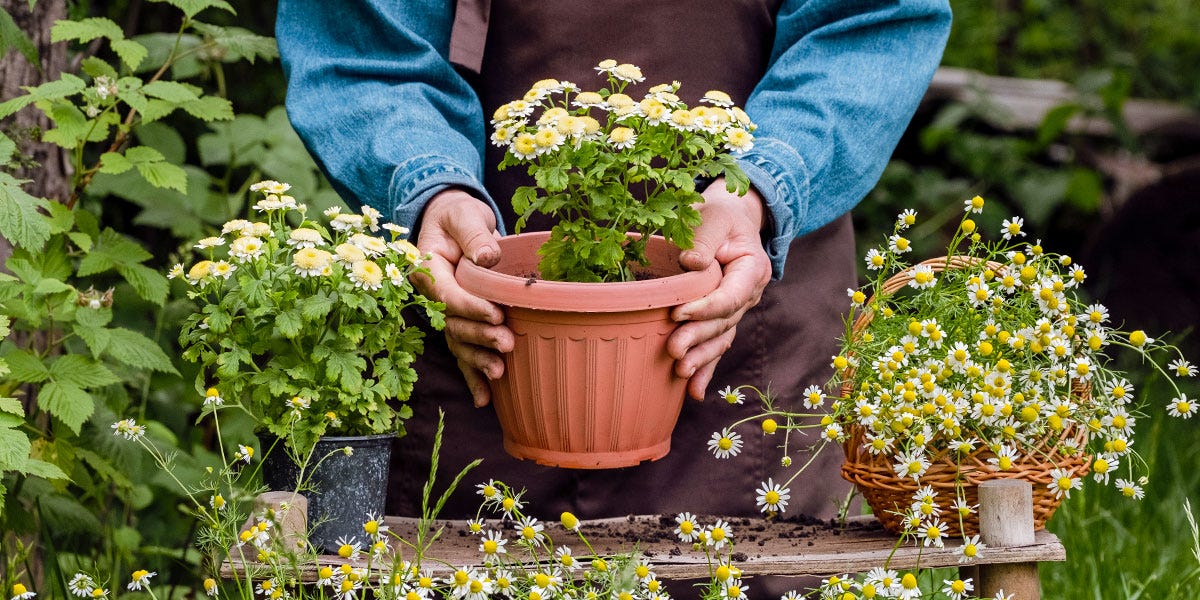 The Indiana Flower and Patio Show is bursting with ideas