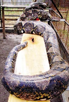 49-foot python reported captured in Indonesia