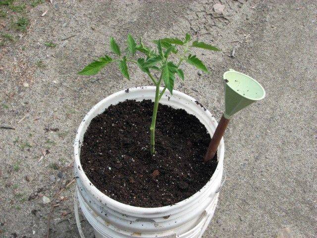 Henry Homeyer: Self-watering tomato containers make growing easy