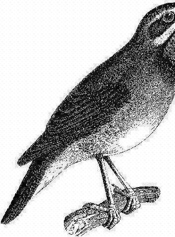 Bird Notes - What are winglets?