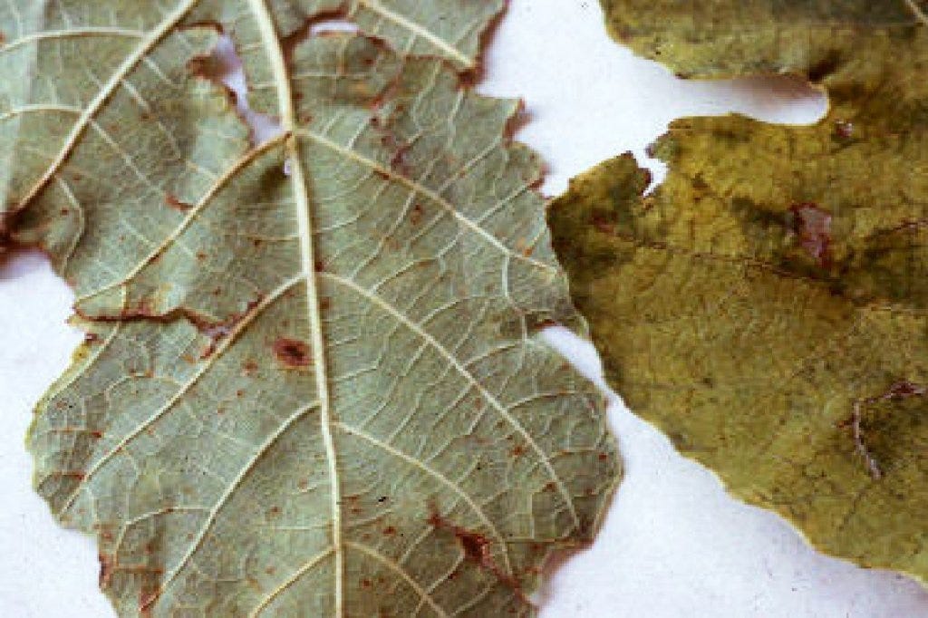 Fig Rust Fungus hits leaves early this year