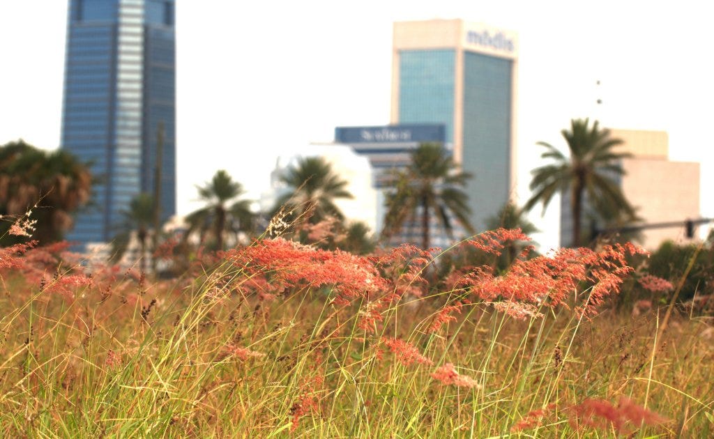 Florida's fall colors: Look closely for subtle, lovely changes
