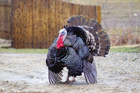Turkey the ultimate symbol of Thanksgiving