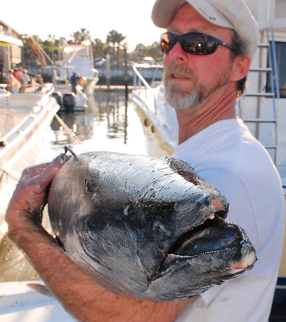 Whoo-wee, what a wahoo bite