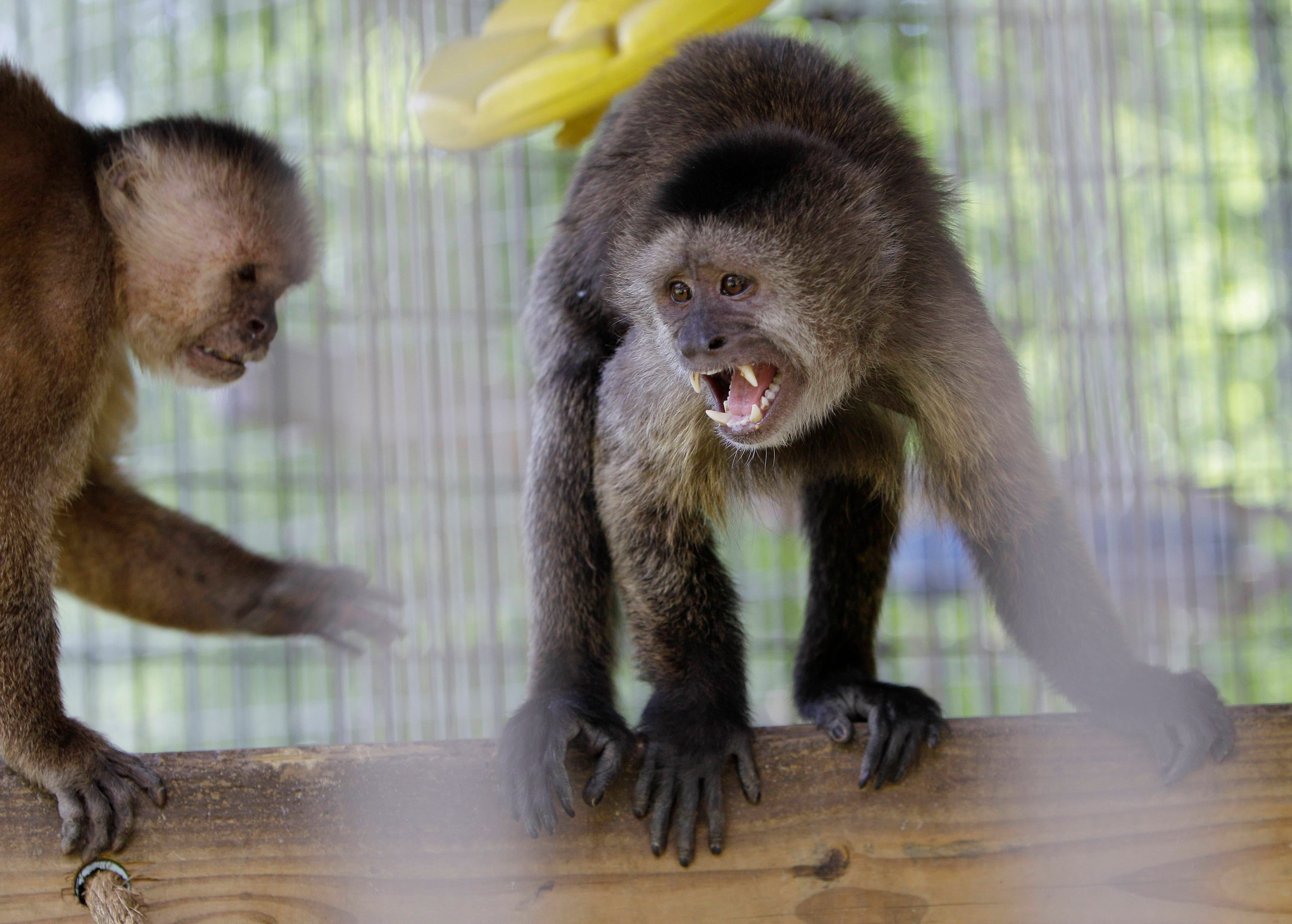Are Capuchin Monkeys Dangerous