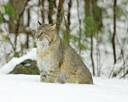 Can I Use Dogs To Hunt Bobcats In Maine