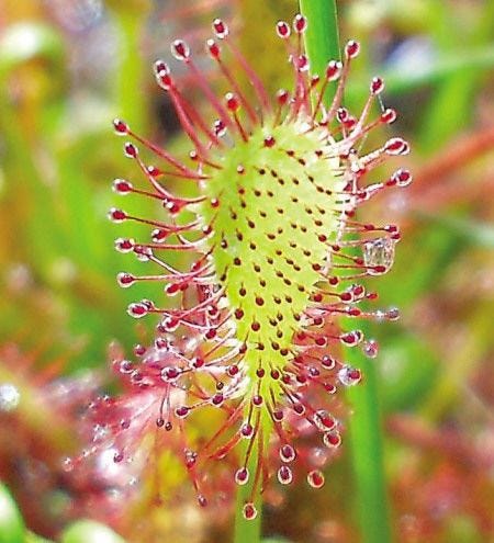 Sundew Plant Eating Fly