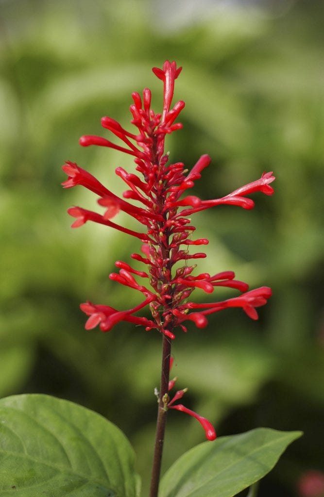 Fire spike: Flowering plant of the month