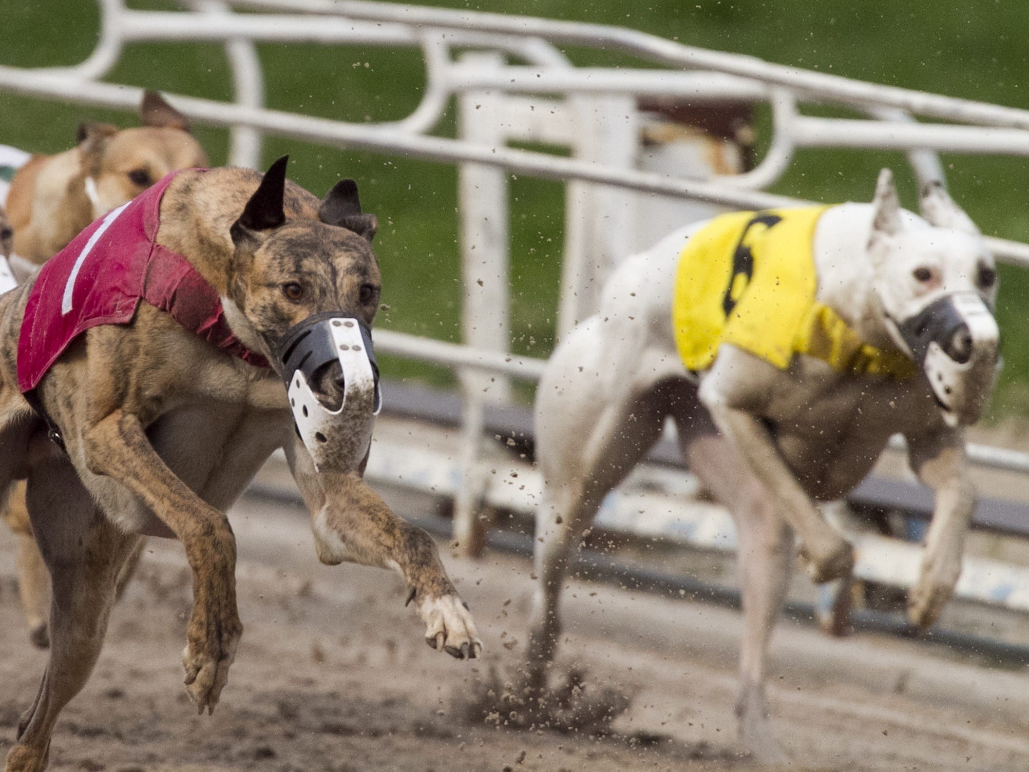 Why Is Dog Racing Bad