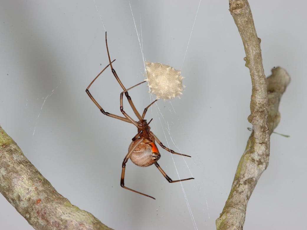 Spiders Found In Louisiana