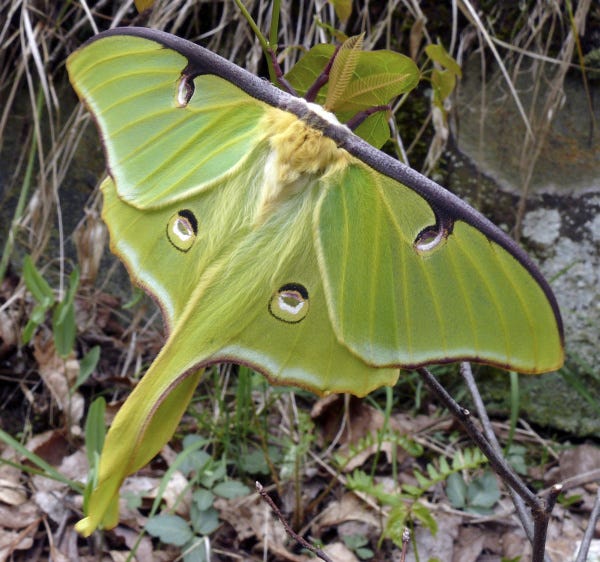 Luna: big, beautiful moth