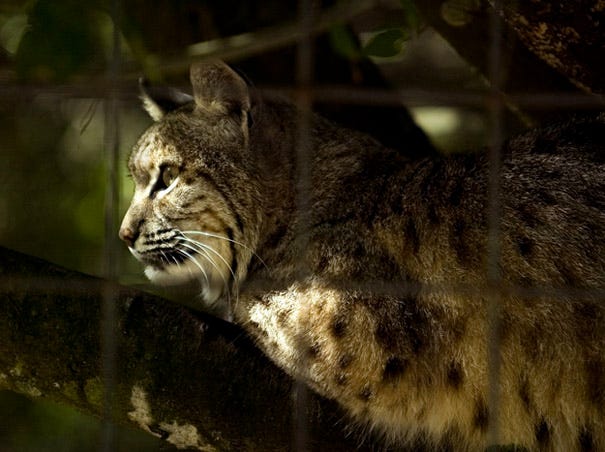 Will A Bobcat Attack A Big Dog