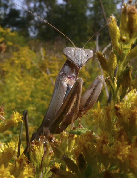 Voracious Chinese mantids alluring killers
